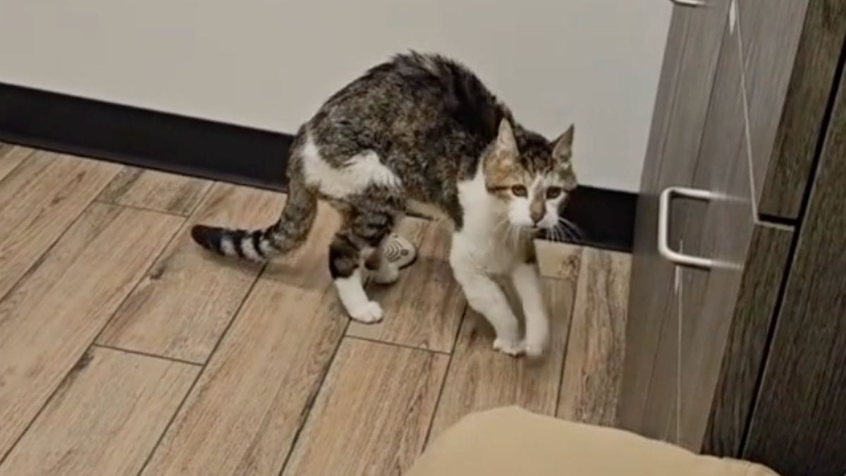 Owner reveals cat's age and leaves vet speechless (video)