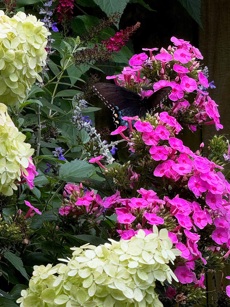 On gardening: Limelight Prime named 'Landscape Shrub of the Year'