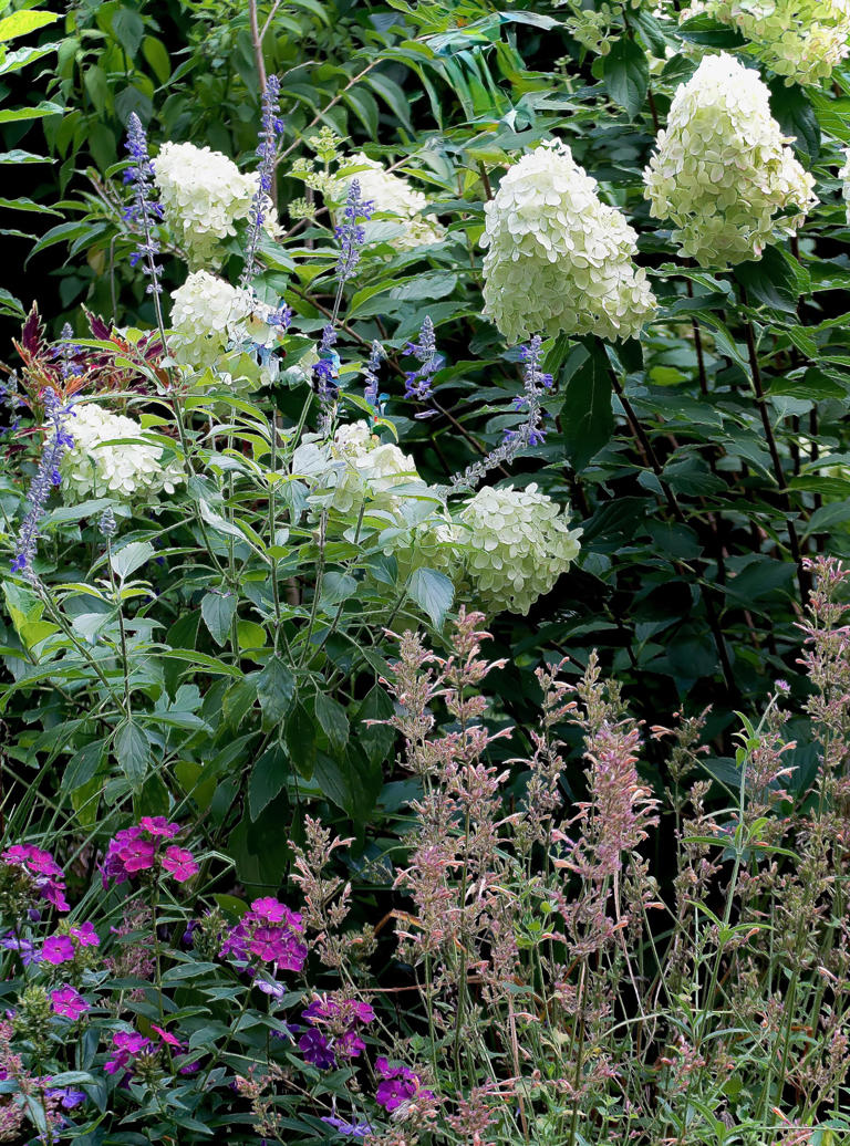 On gardening: Limelight Prime named 'Landscape Shrub of the Year'