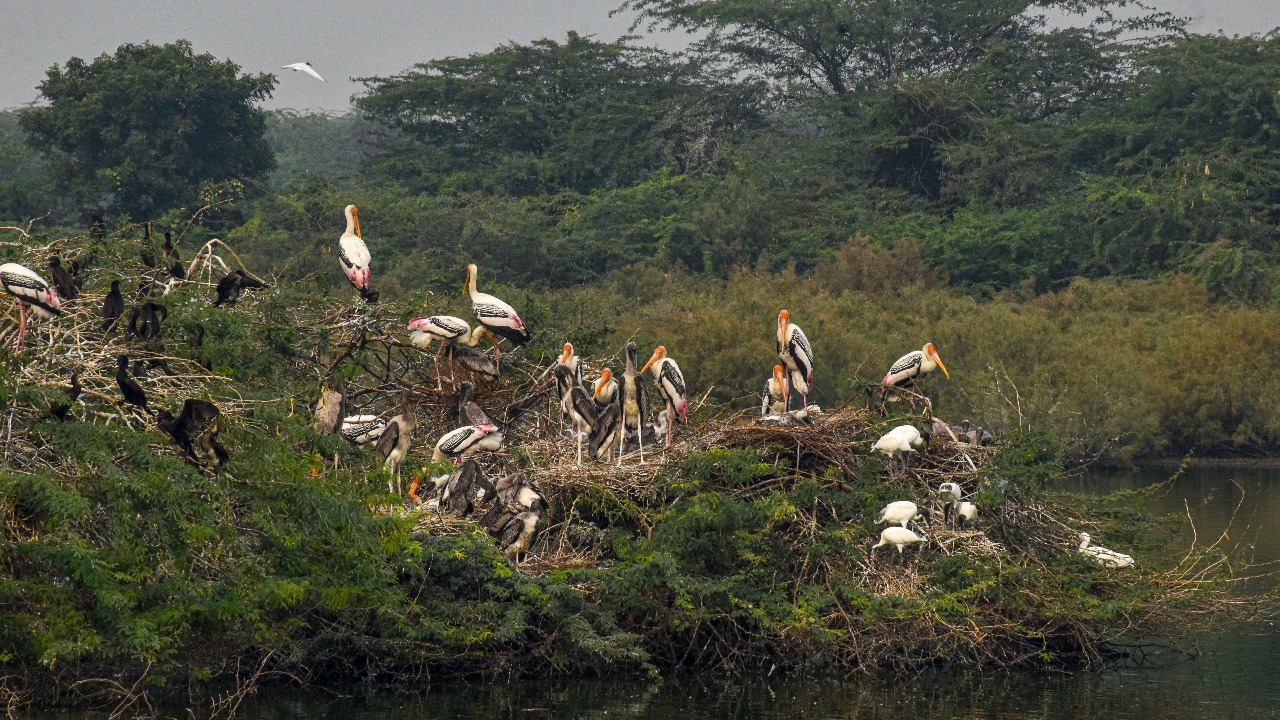 Birds struggling to cope with extreme heat as climate change worsens ...