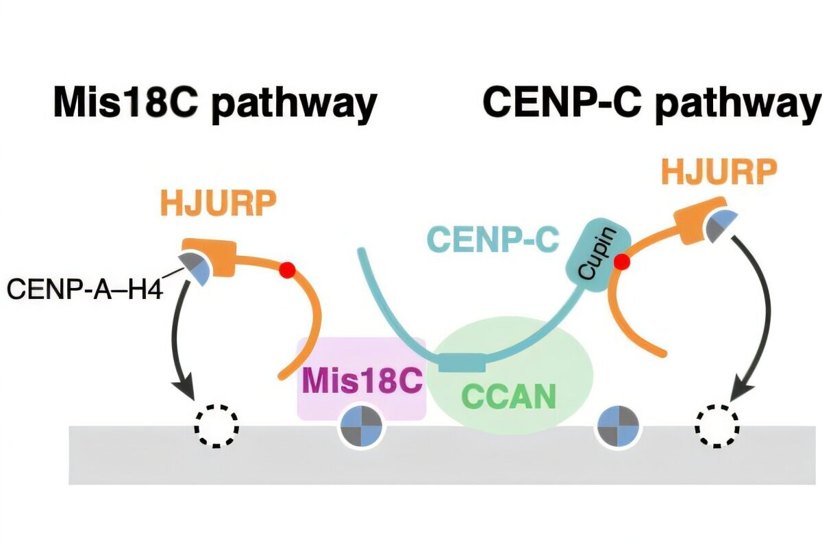Searching for the centromere: Diversity in pathways key for cell division