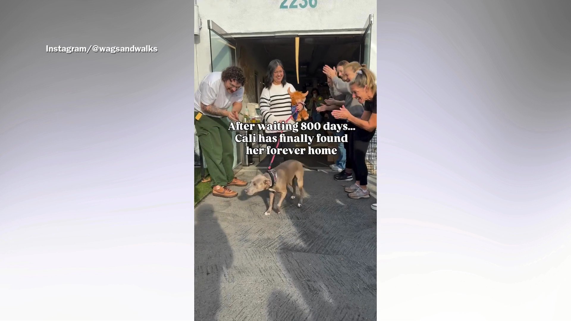 Dog finally finds a forever home after waiting 800 days in shelter