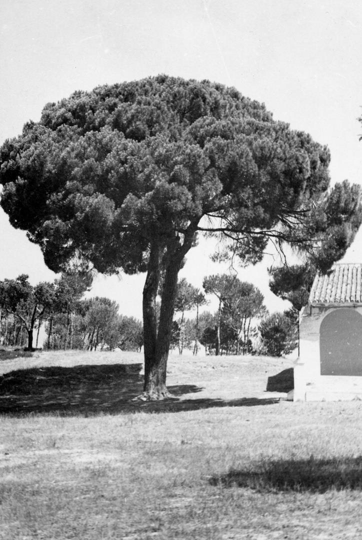 El pino bajo el que yace 'Platero', talado tras no recuperarse de los ...