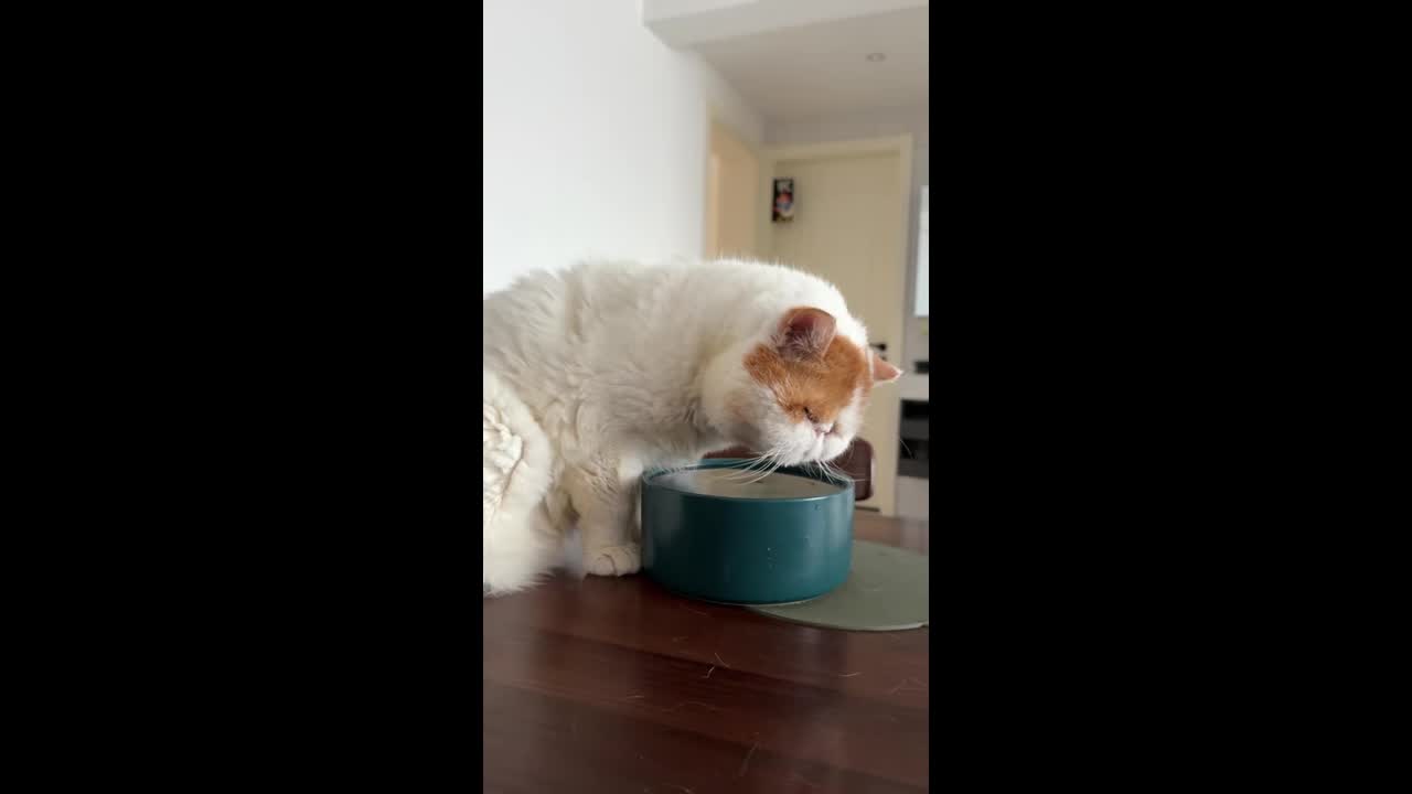 Lazy cat’s unusual way of drinking water in Zhejiang, China