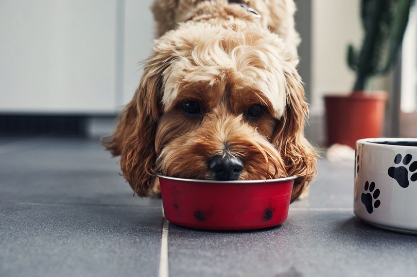 Edinburgh University boffins reveal climate impact of your dogs dinner