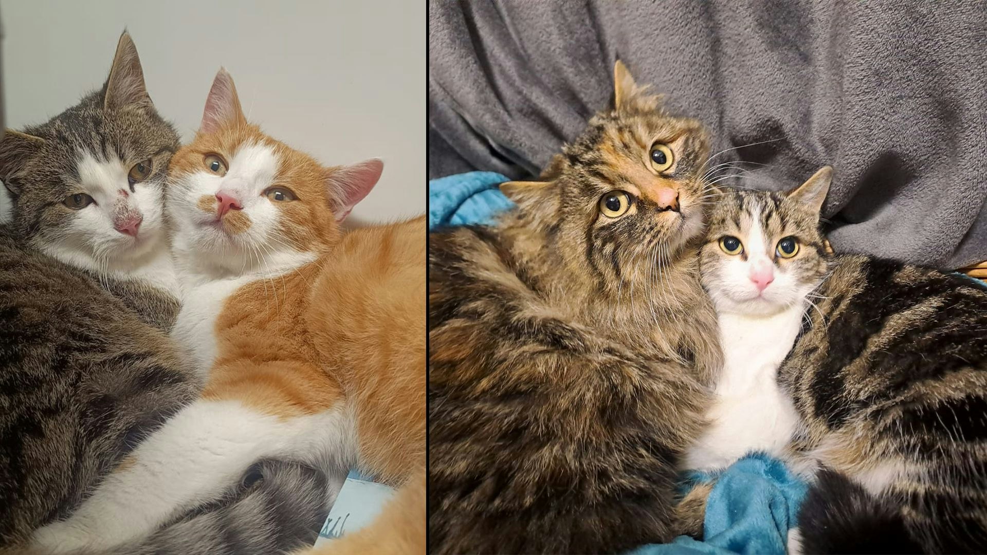 Ausgesetzte Alm-Frost-Katzen sind bereit für ein Heim