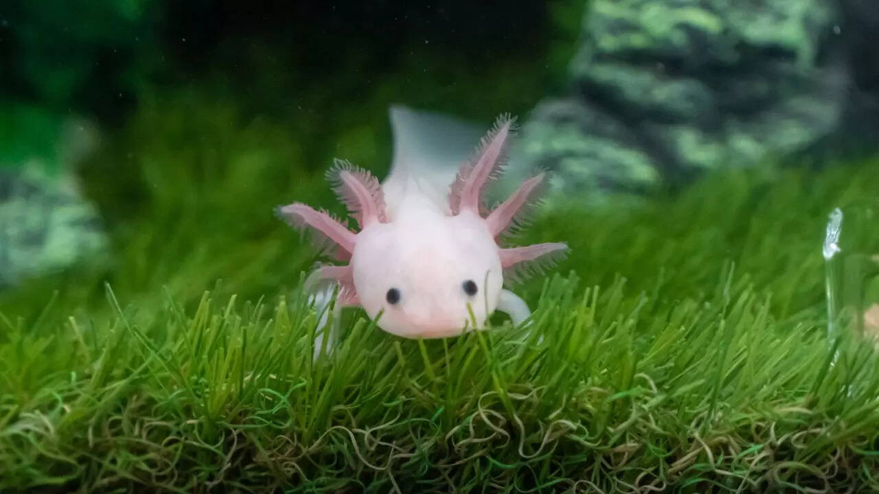From goblin shark to glass frog: 8 real-life animals that seem ...