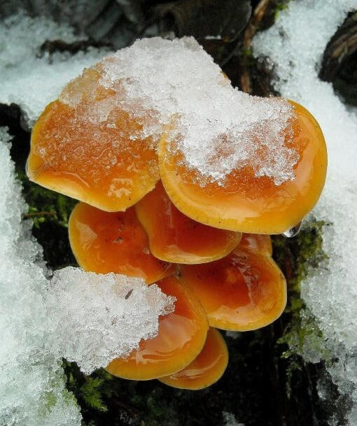 Leden jako houbařův ráj? Penízovka sametonohá roste