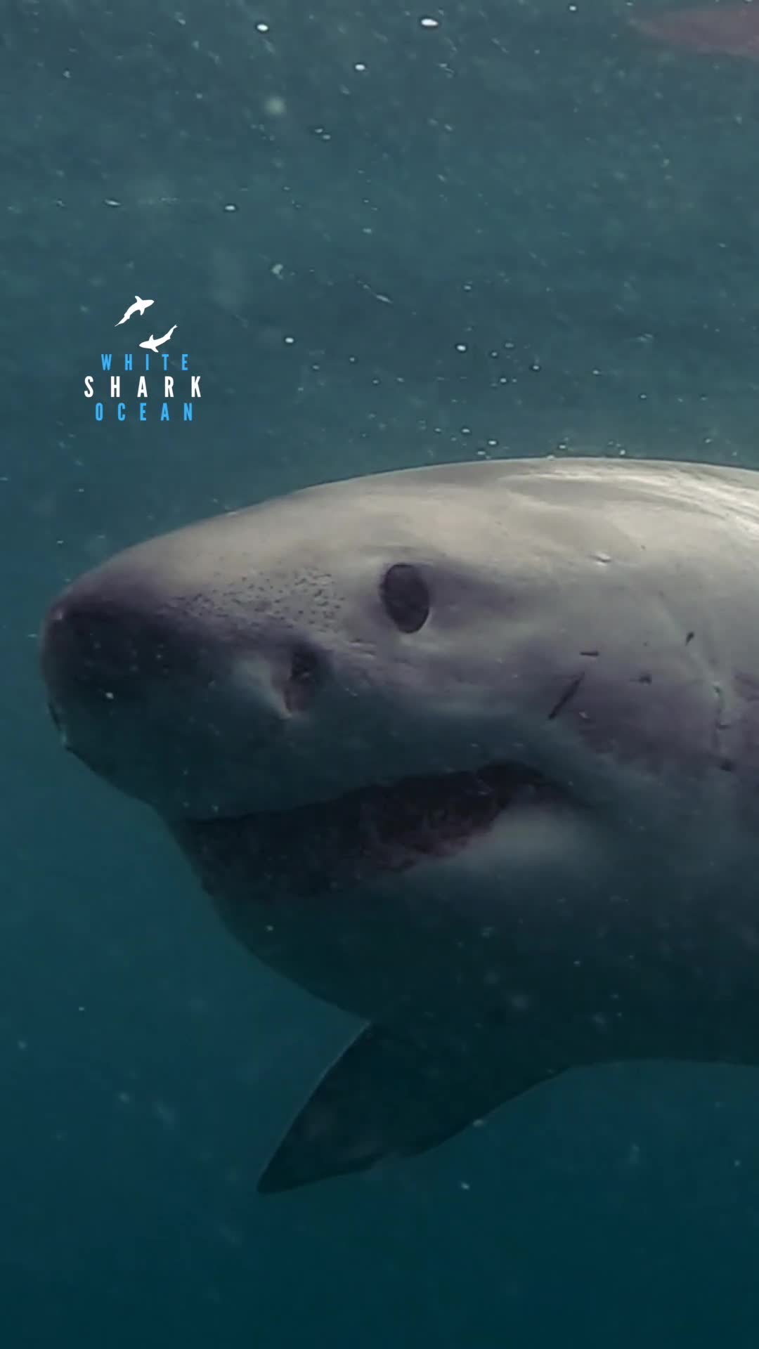 Big Great White Shark Approaches Cautiously