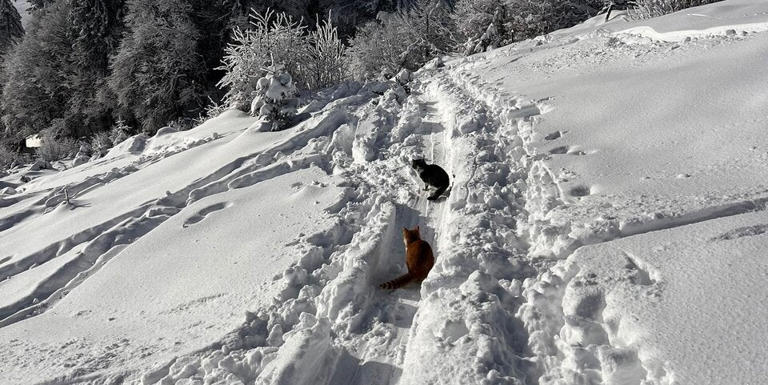 Vom Berg gerettet: Katzen suchen neues Zuhause