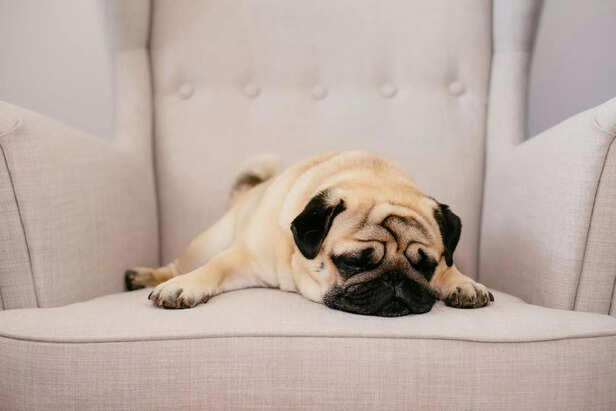 6 couch potato breeds that love to relax all day