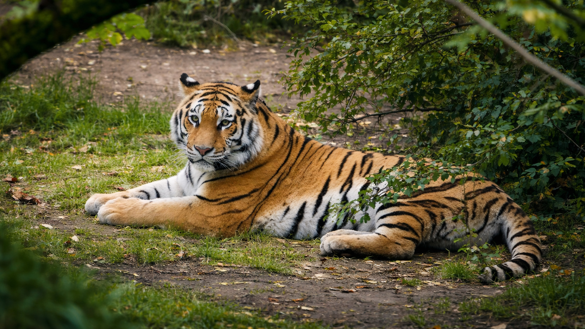 Tiger notices camera in a silent moment