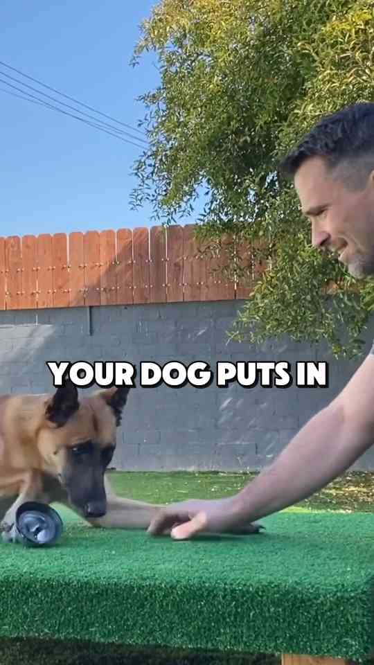 Why reward-based training changes how dogs actually learn