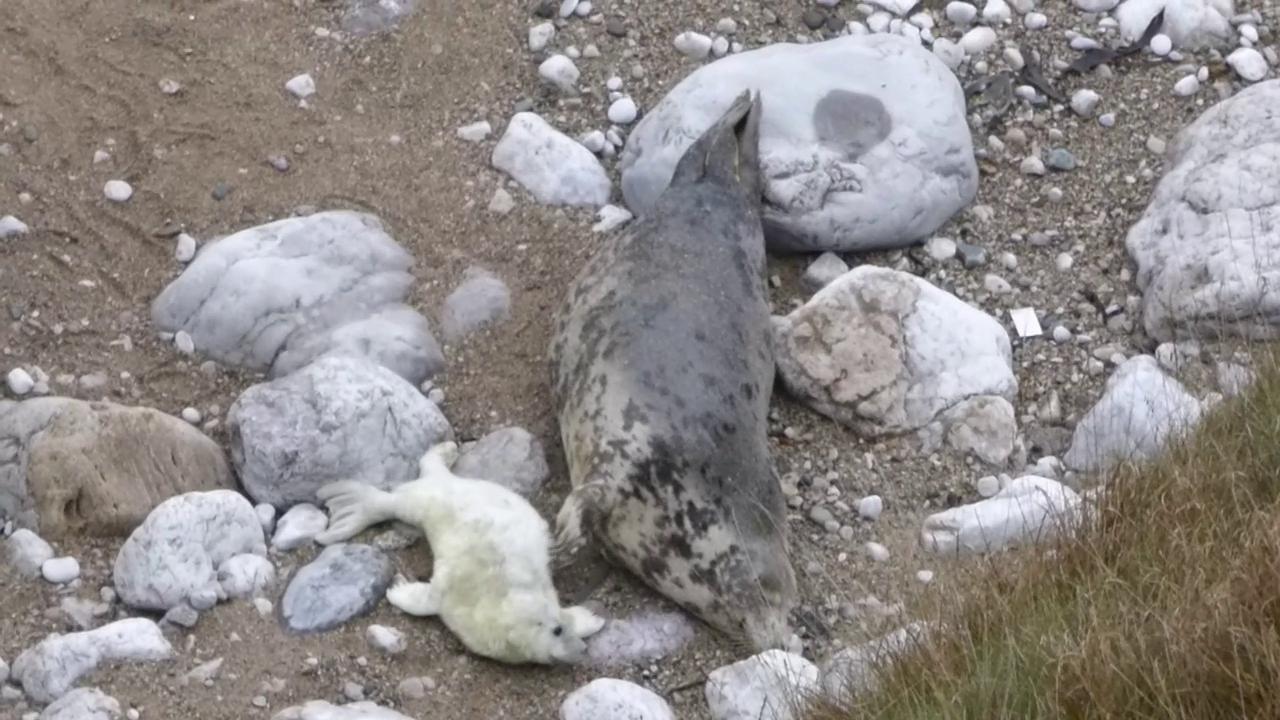 Seal pup softly stroked by mother