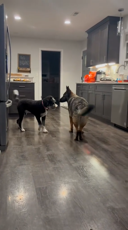 Two dogs playing all day without a single problem