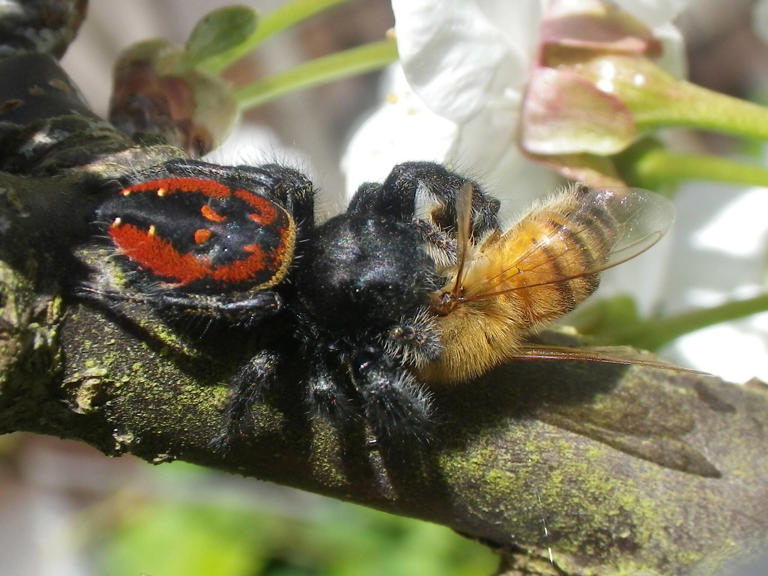 Natural history essay, January 2026: Iridescent dancers