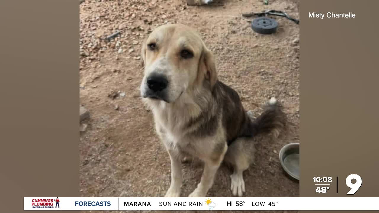 Cochise County Sheriff’s Office investigating series of animal attacks