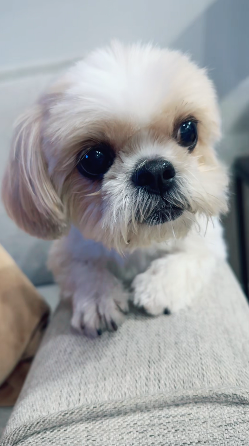 Please stop stressing out this dramatic Shih Tzu