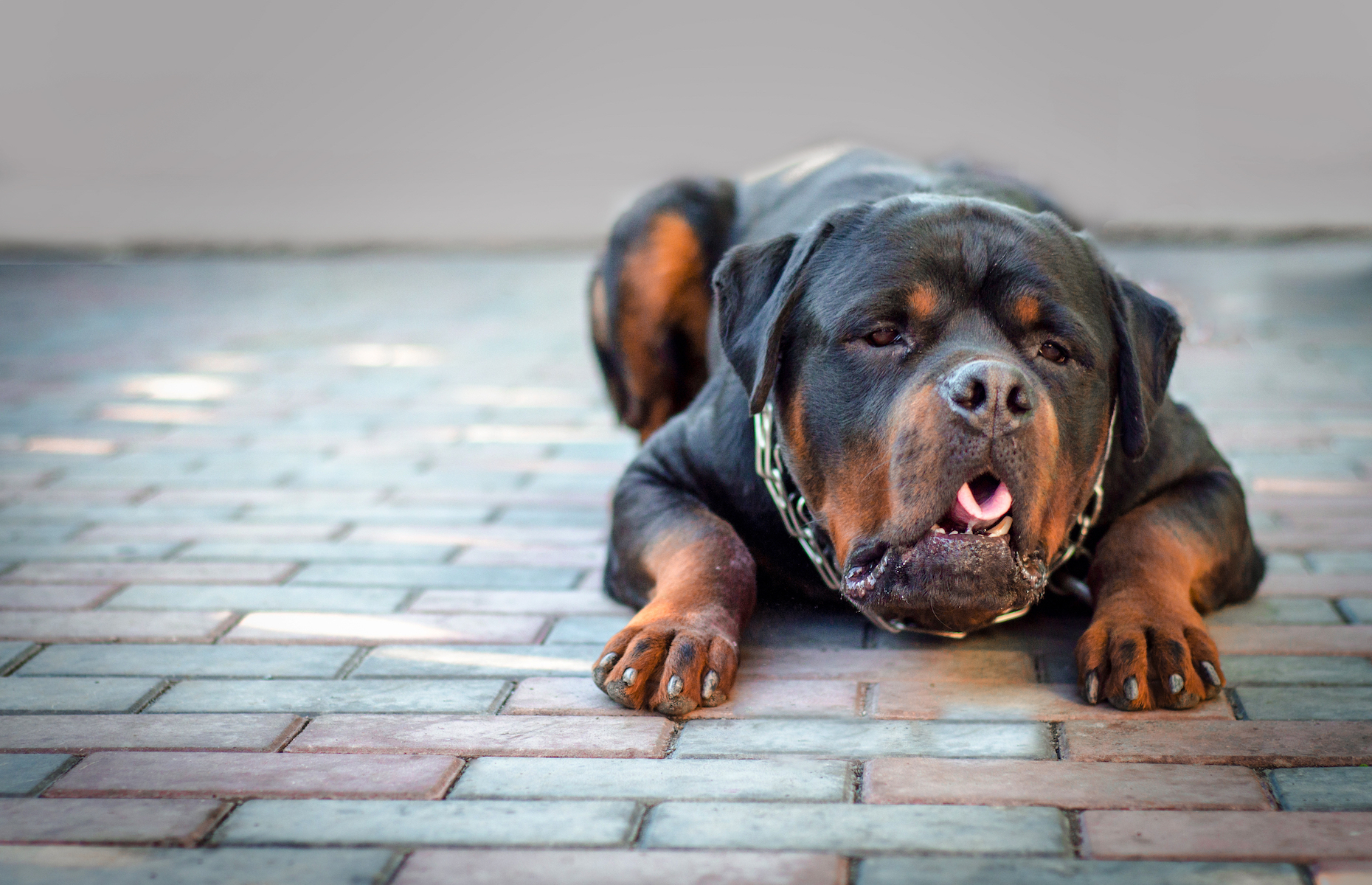 20 signs your dog is sick and what to do about it