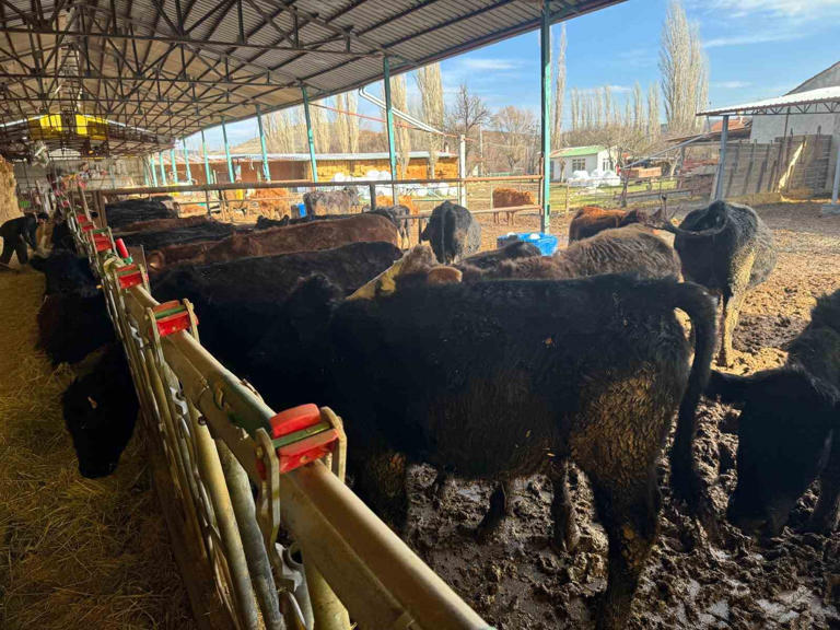 Kütahya’da teslim edilen büyükbaş hayvanların kontrol ve muayeneleri ...