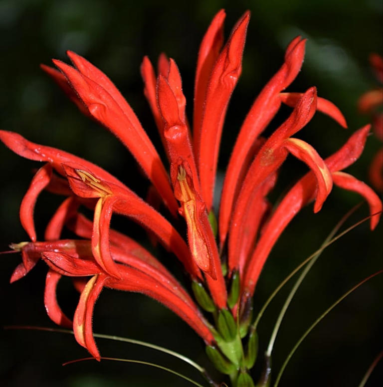 Un estudio describe 190 nuevas especies en 2025, entre ellas el hongo ...