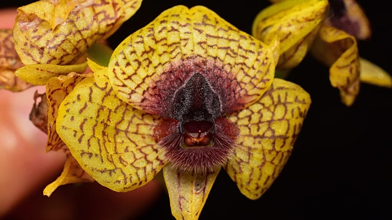 Un estudio describe 190 nuevas especies en 2025, entre ellas el hongo ...