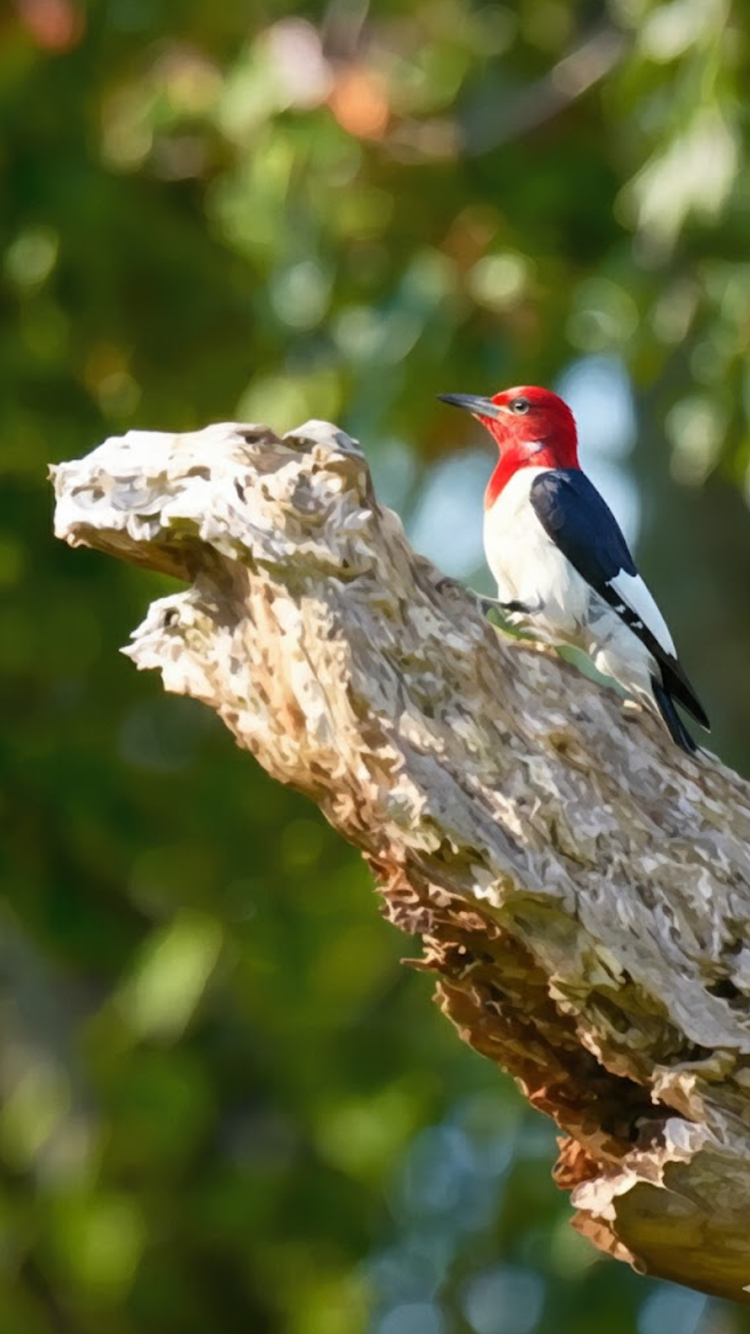 The decline of red-headed woodpeckers in eastern North America