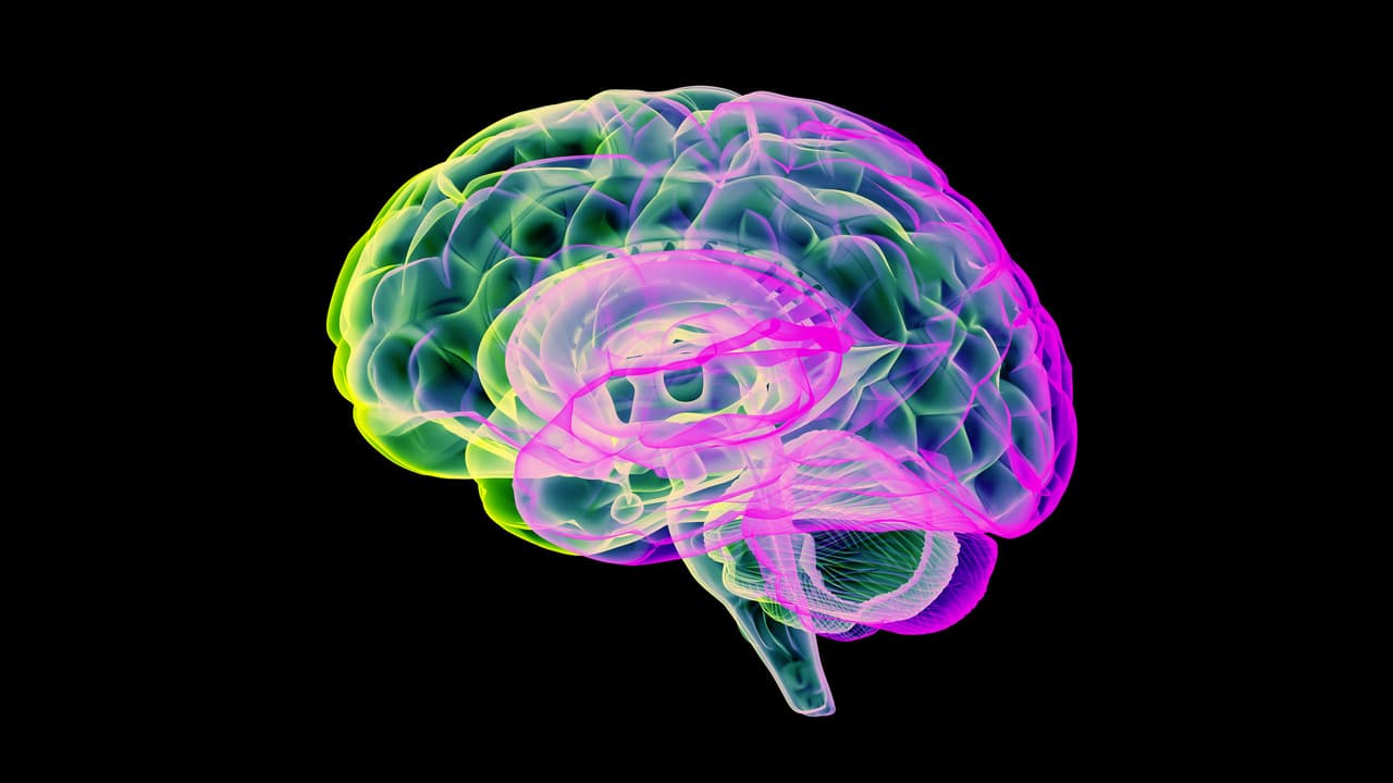 Japanese scientists create miniature human brain circuits that behave ...