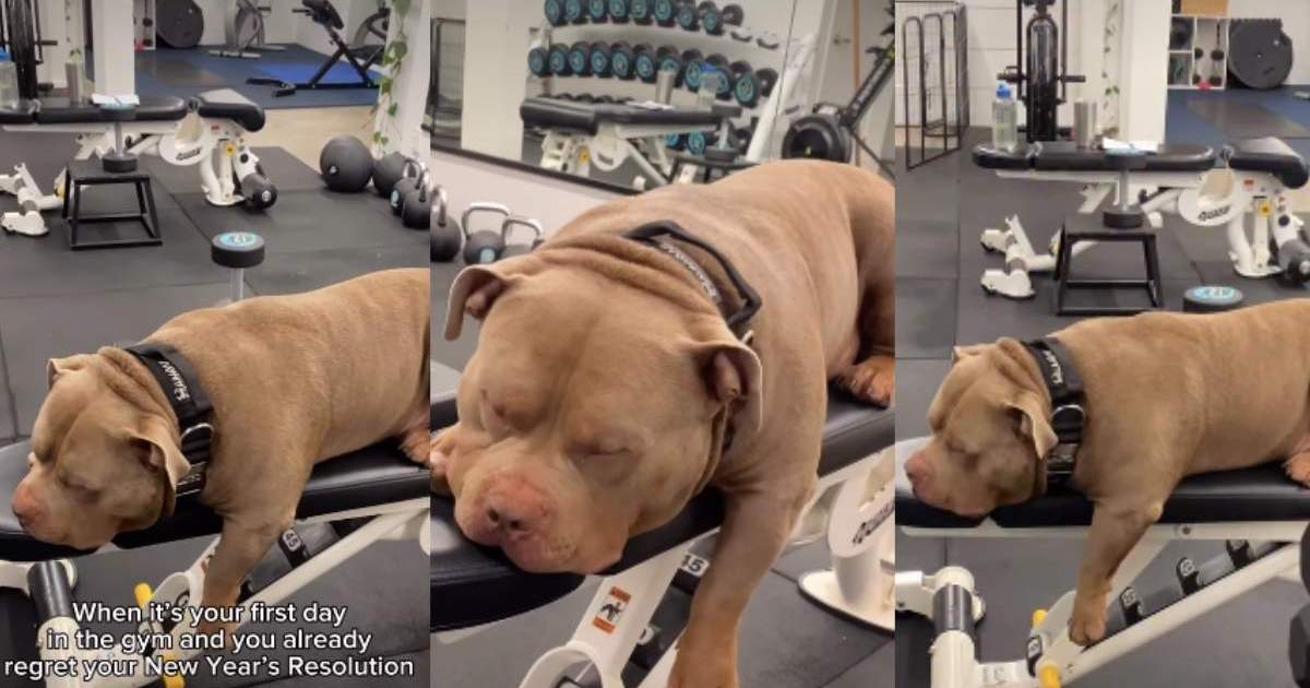 Video: American bully is already regretting gym resolution