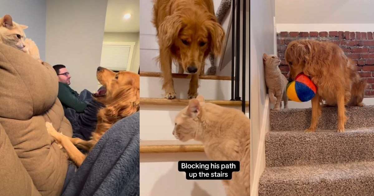 Video: Golden retriever loves 'rage-baiting' cat sibling