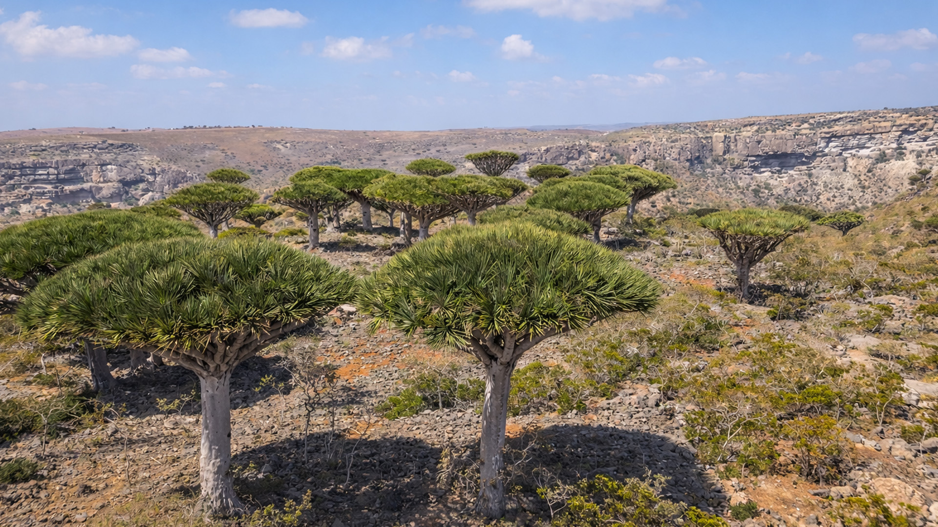 Mengapa pohon ini hanya tumbuh di sini?