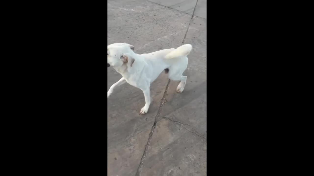 Pet dog chases car to try and go to school with little sister