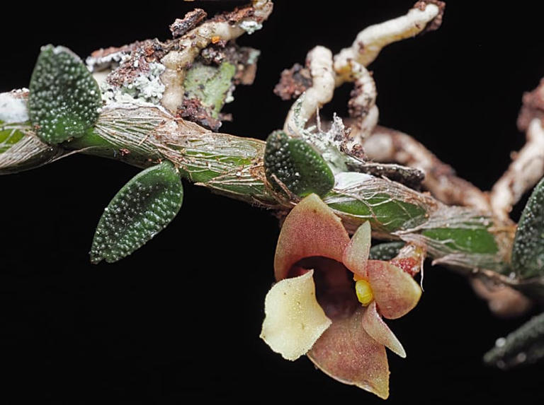 Un estudio describe 190 nuevas especies en 2025, entre ellas el hongo ...