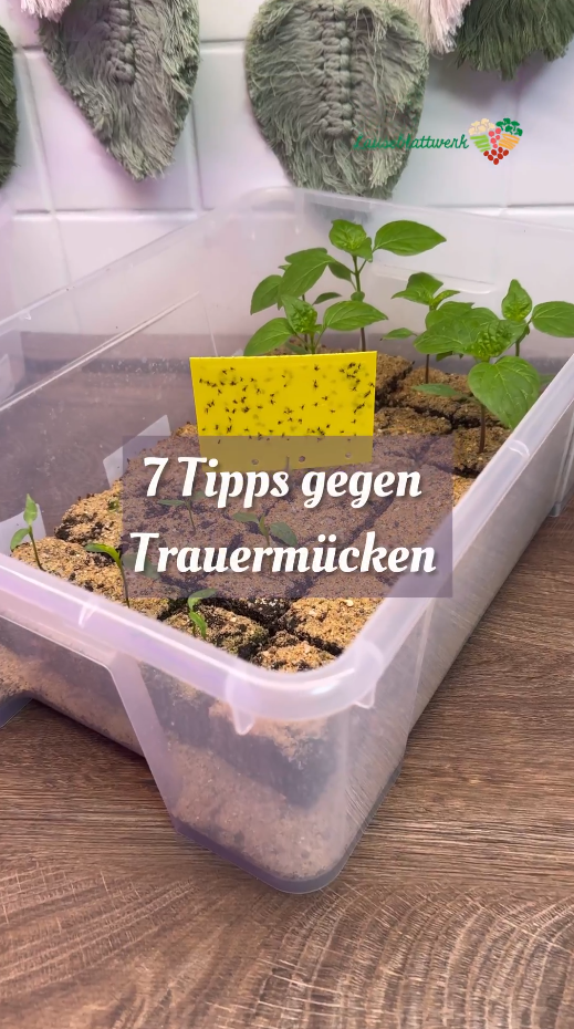 Trauermücken schnell loswerden und vorbeugen