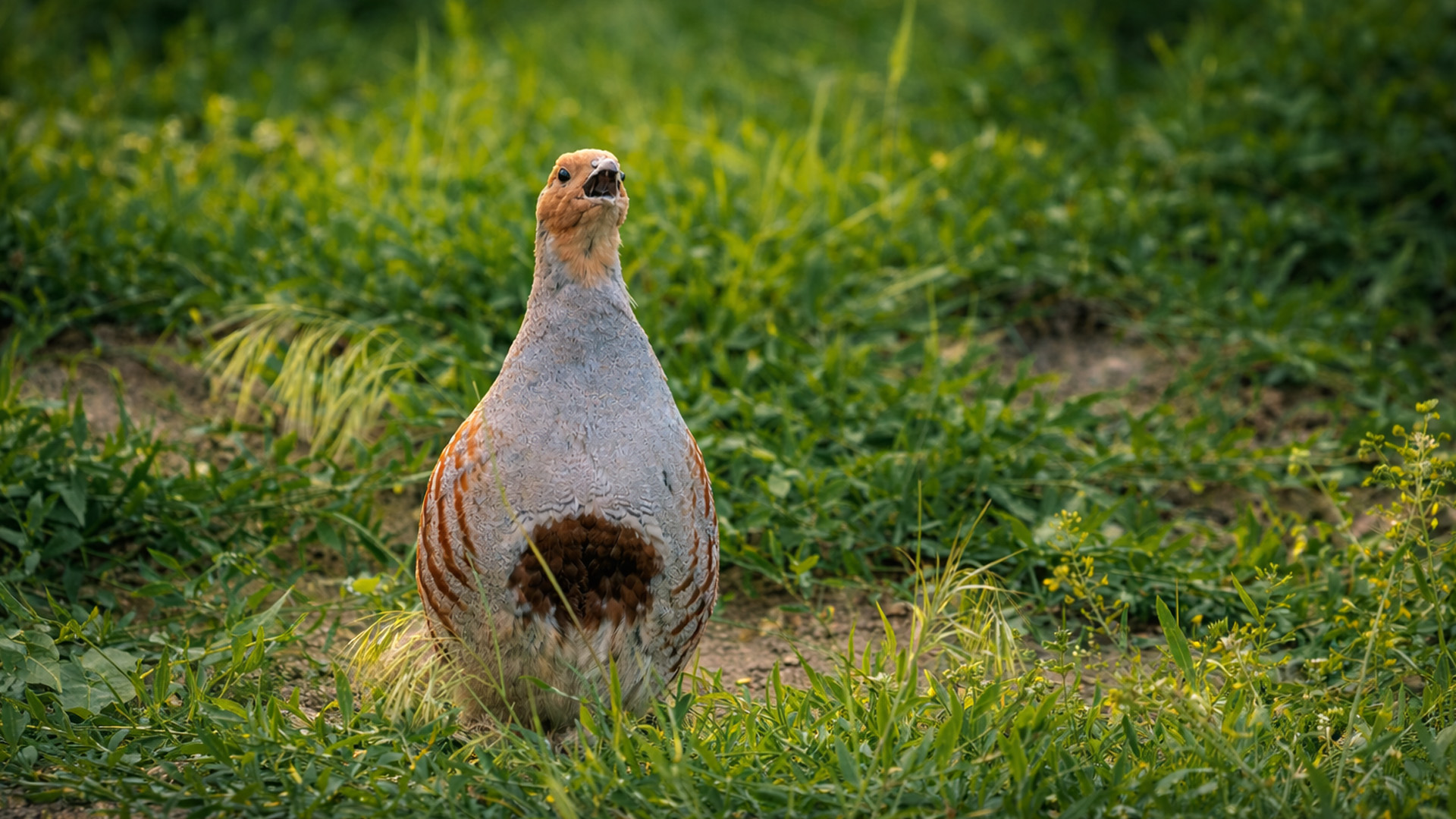 The partridge had no idea I was watching