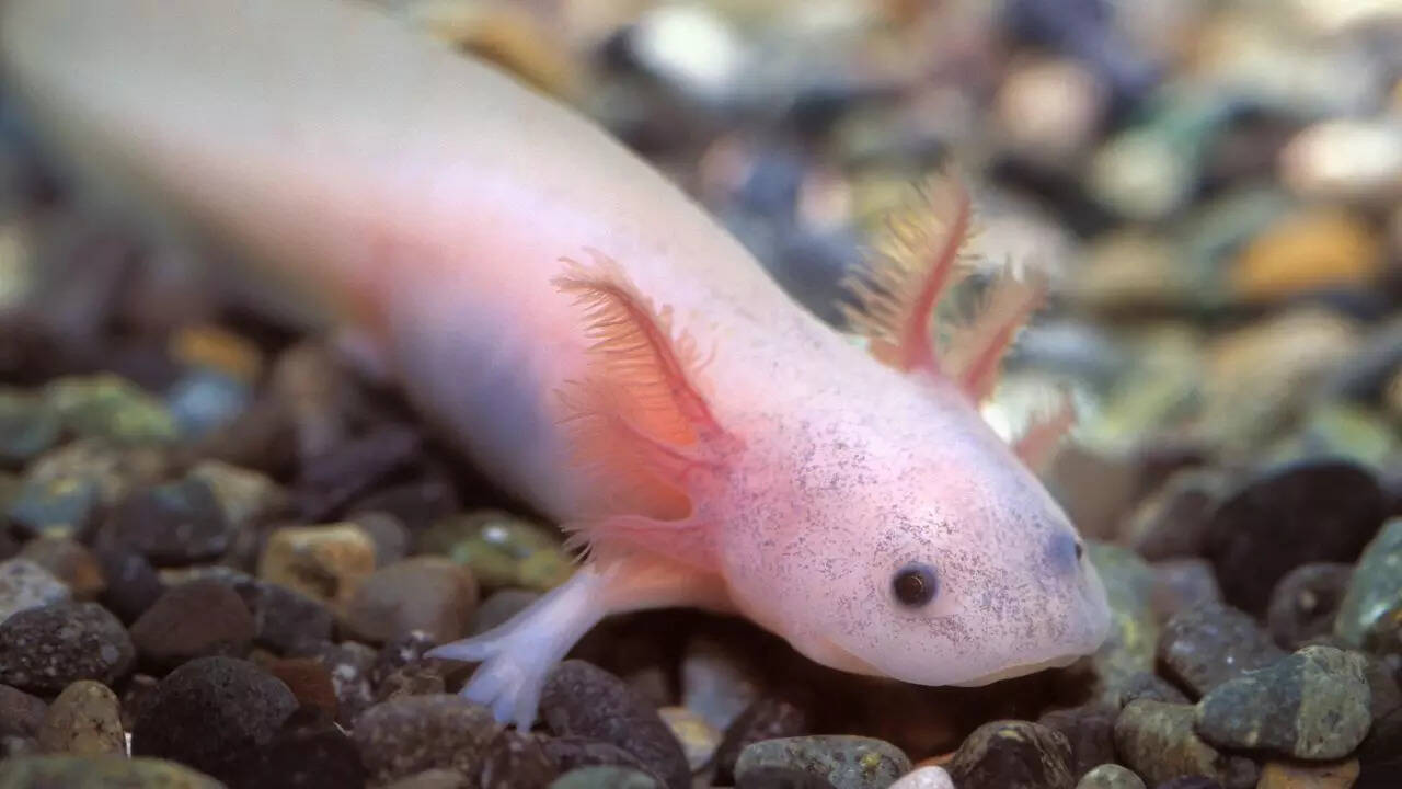 From goblin shark to glass frog: 8 real-life animals that seem ...