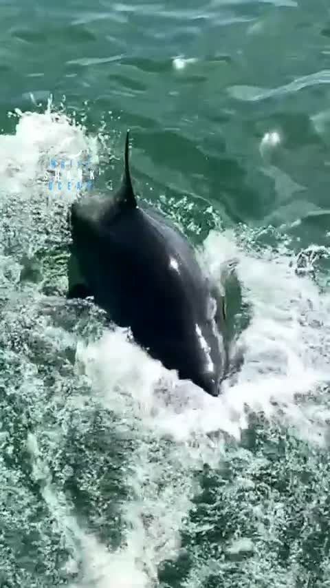 Great white shark jaws come up from under the surface