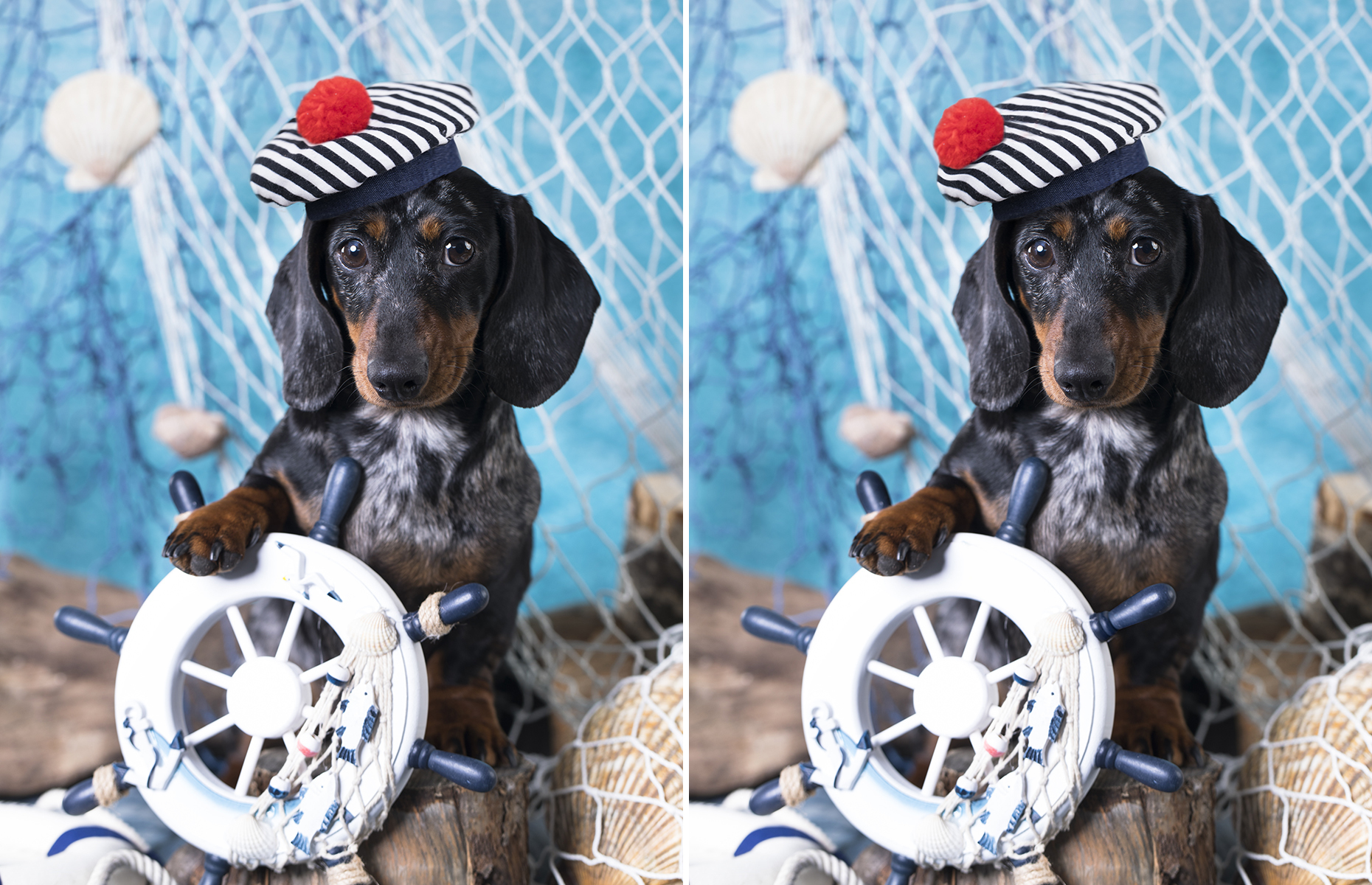 Spot the errors: Stylish pets edition