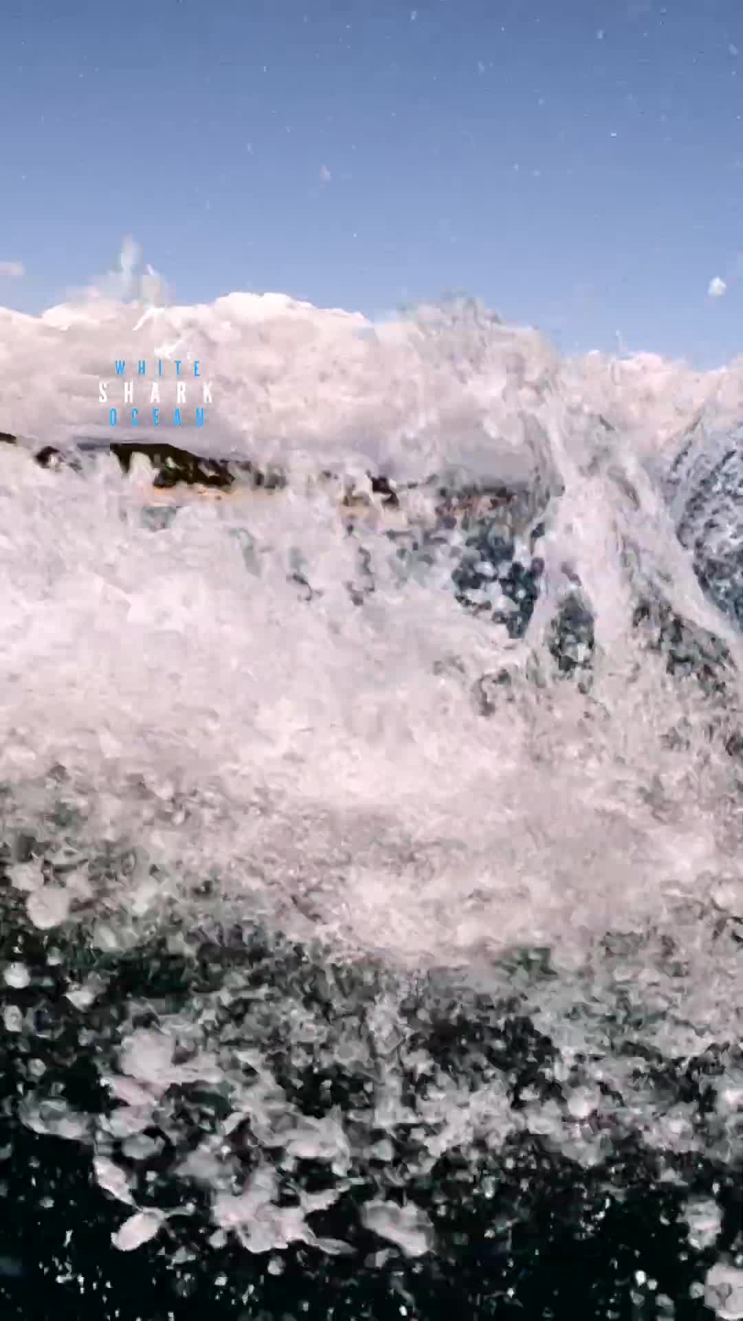 Great white shark bursts out of the water with speed