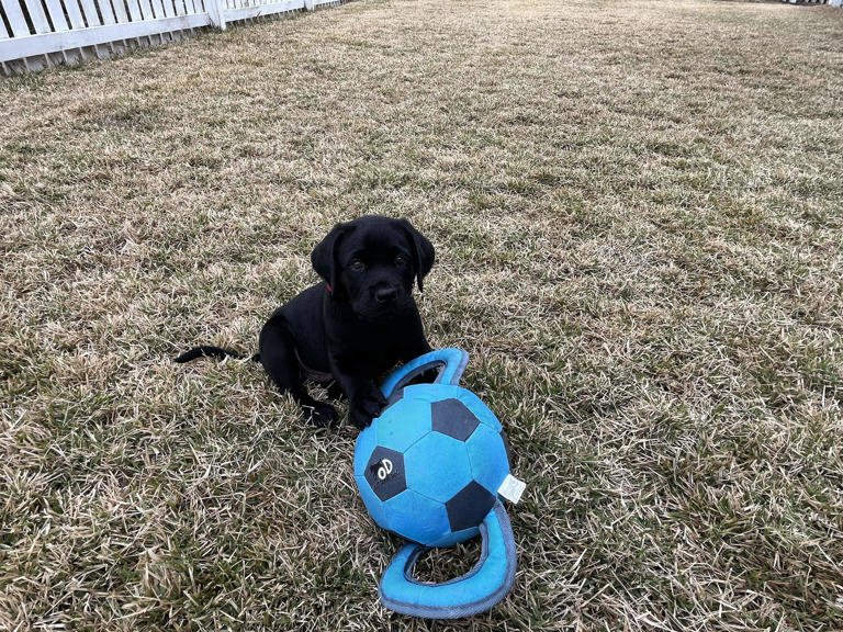 Tragic loss of Harbor Island dog shows beach trash can kill but there's ...