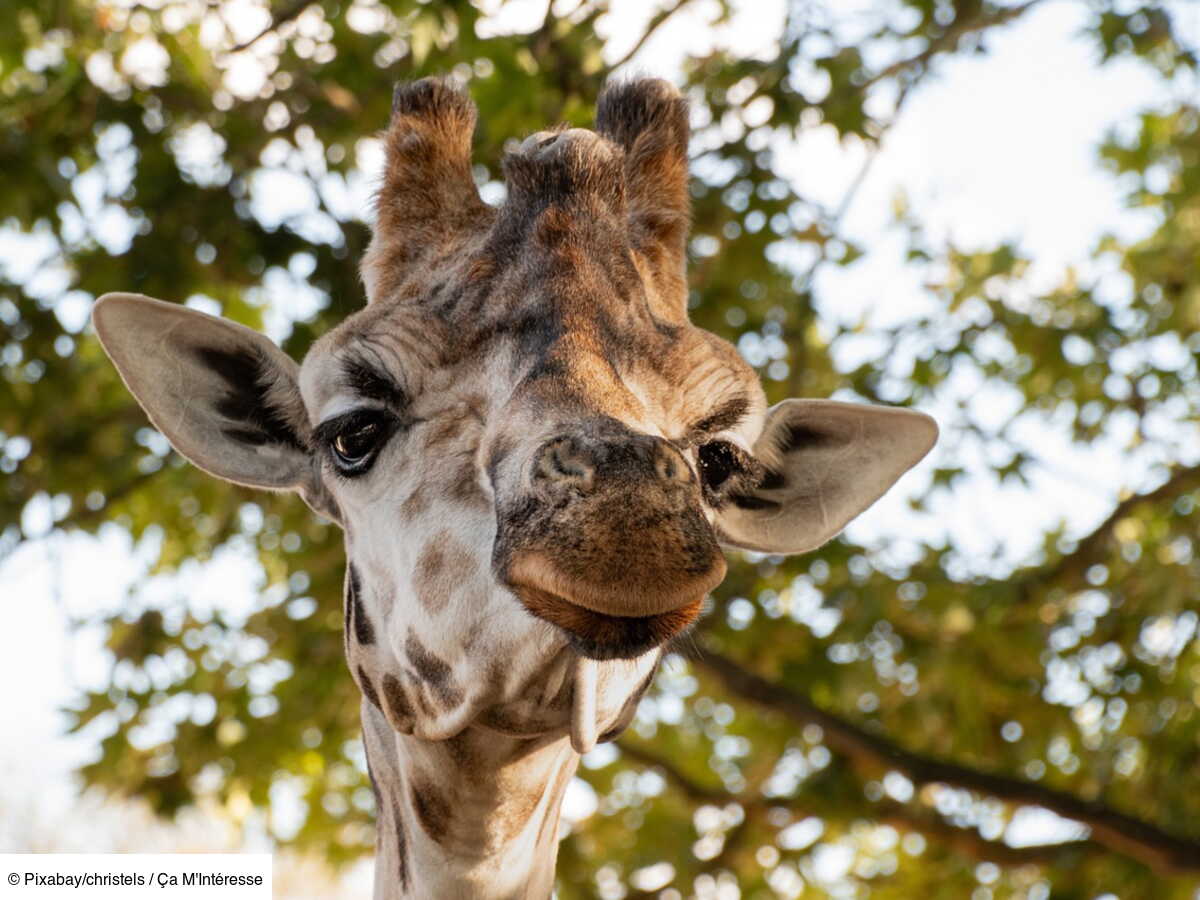 Que signifie l’expression peigner la girafe