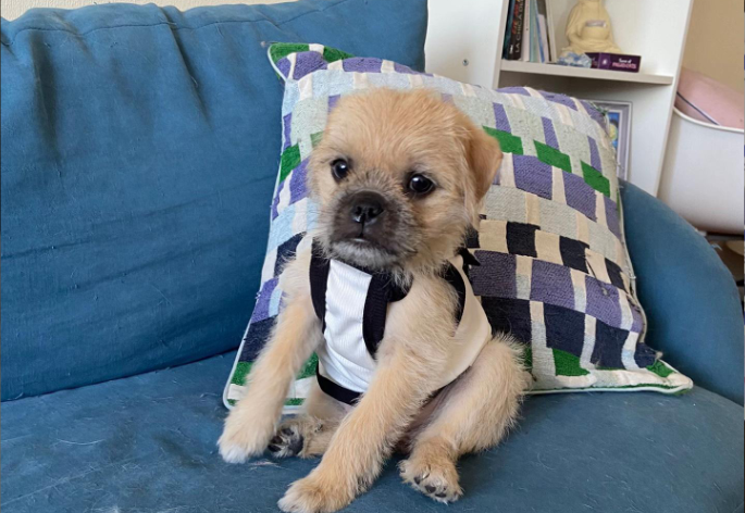 El Pugapoo: la nueva raza de perro en tendencia que es viral en TikTok
