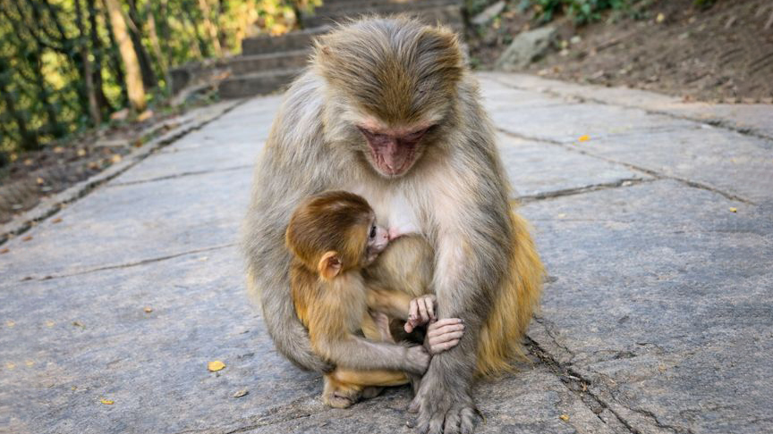 Adorable baby monkey nursing with mom