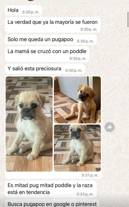 El Pugapoo: la nueva raza de perro en tendencia que es viral en TikTok