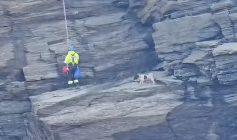 Moment beloved dog is rescued from cliff after falling and landing on ledge