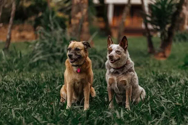 What makes mixed breed pets healthier than pedigrees