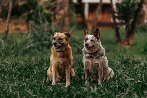 What makes mixed breed pets healthier than pedigrees
