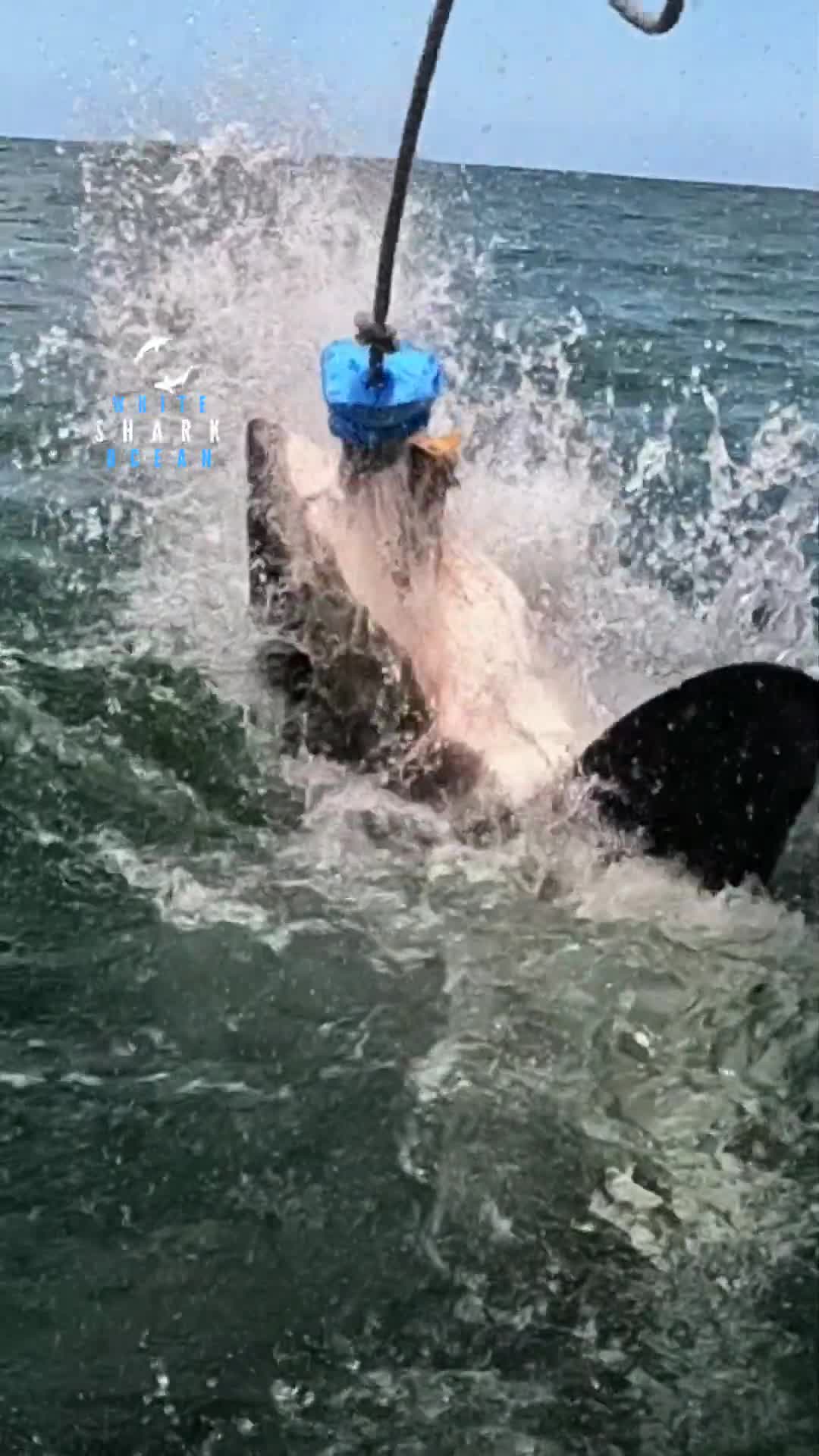 Powerful great white shark tears chunk off bait