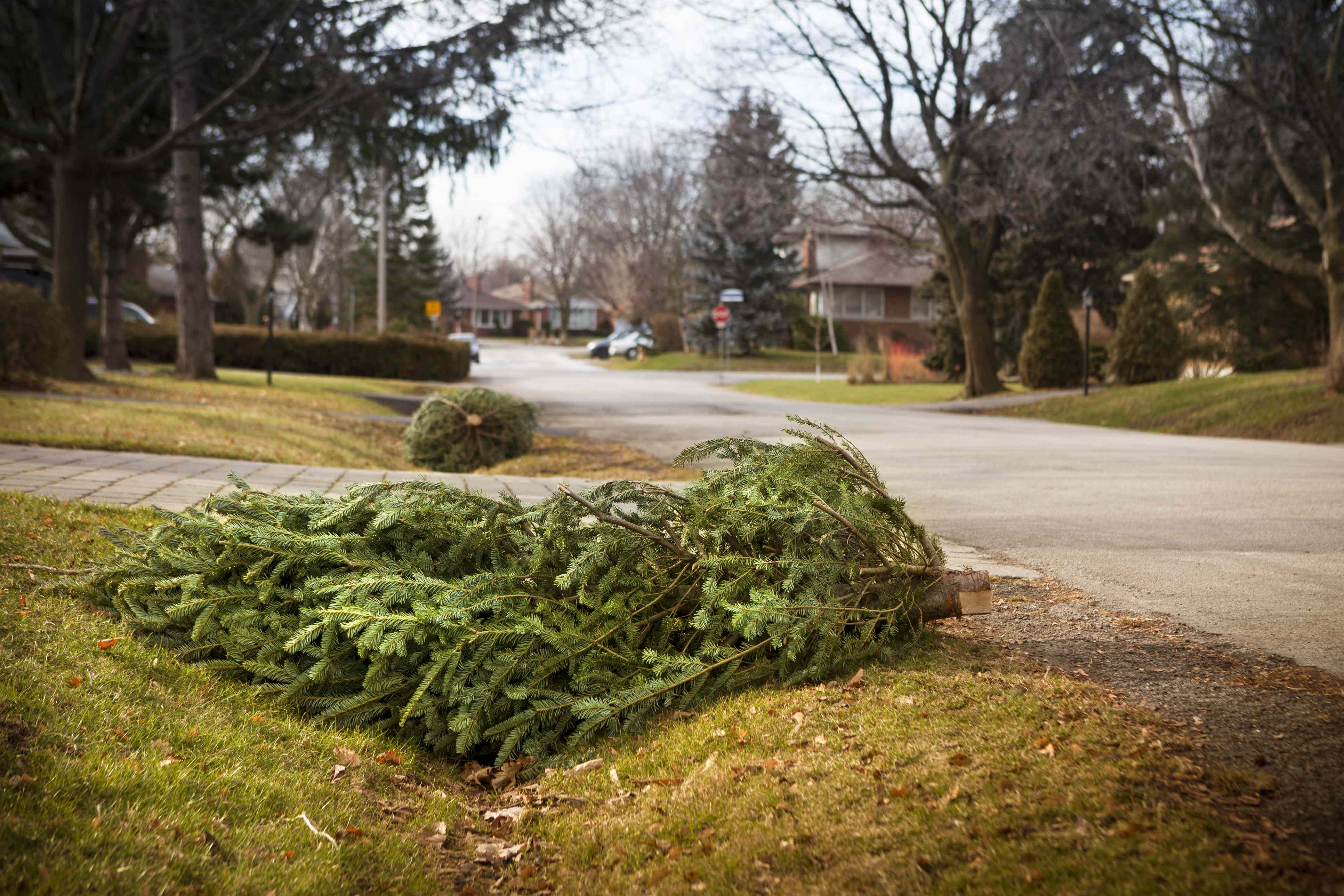 Can you compost your Christmas tree? Gardeners say only if you do this ...