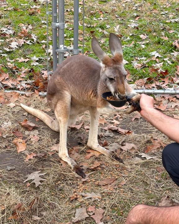 Photos: Loose wallaby surprises Summerville neighbors before police ...